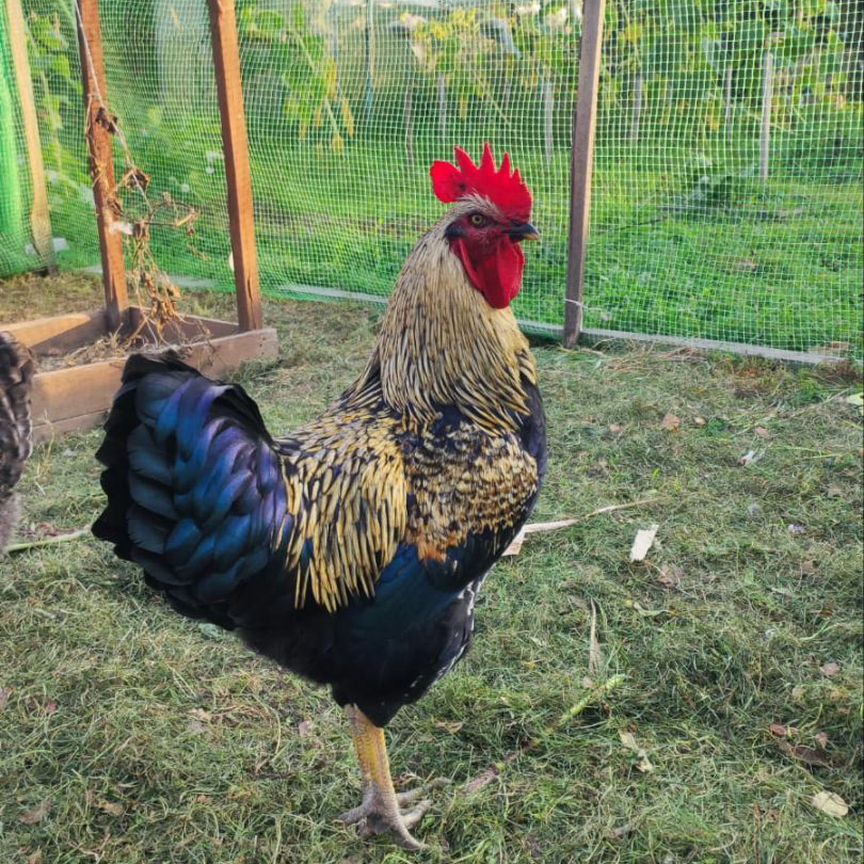 Молодые петухи