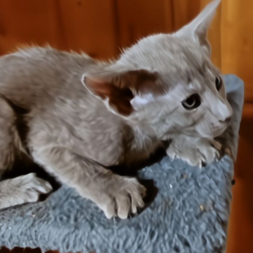 Ориентальный котёнок