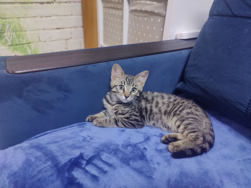 Отдам кошку в хор. руки