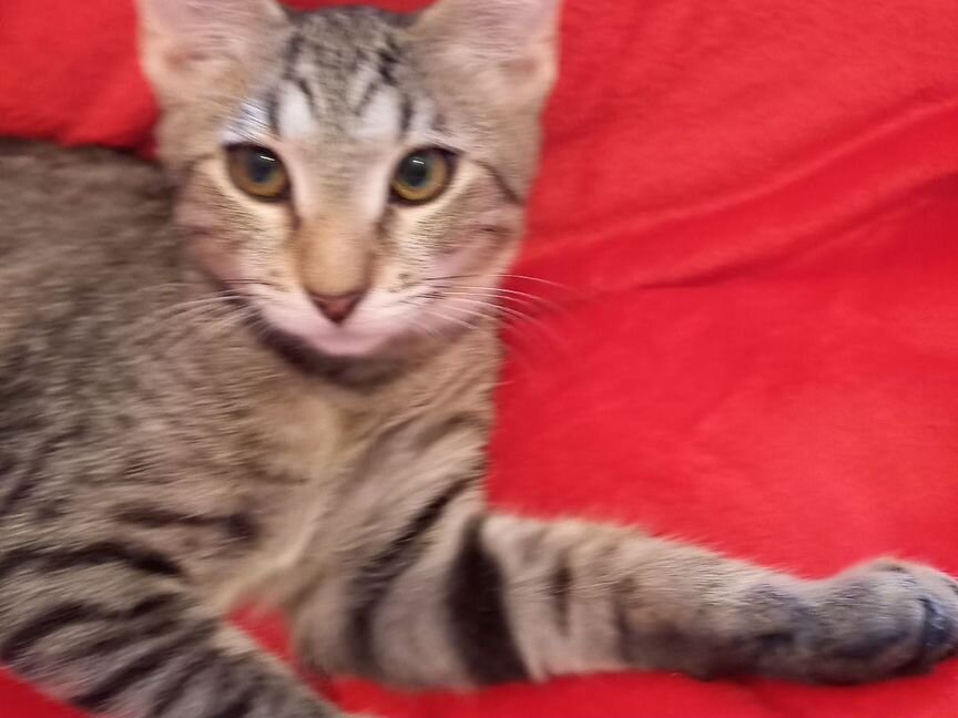 Кошечка в добрые руки