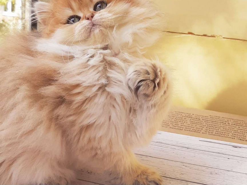 Золотая малышка