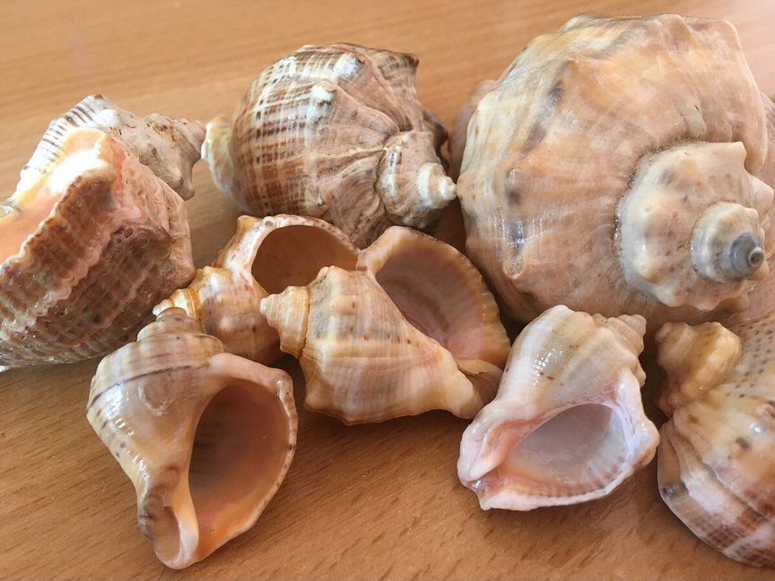 Ракушка рапан с чёрного моря