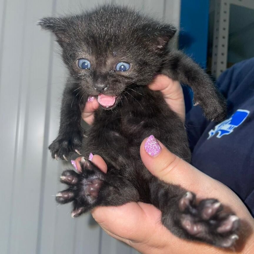 Котенок в добрые руки