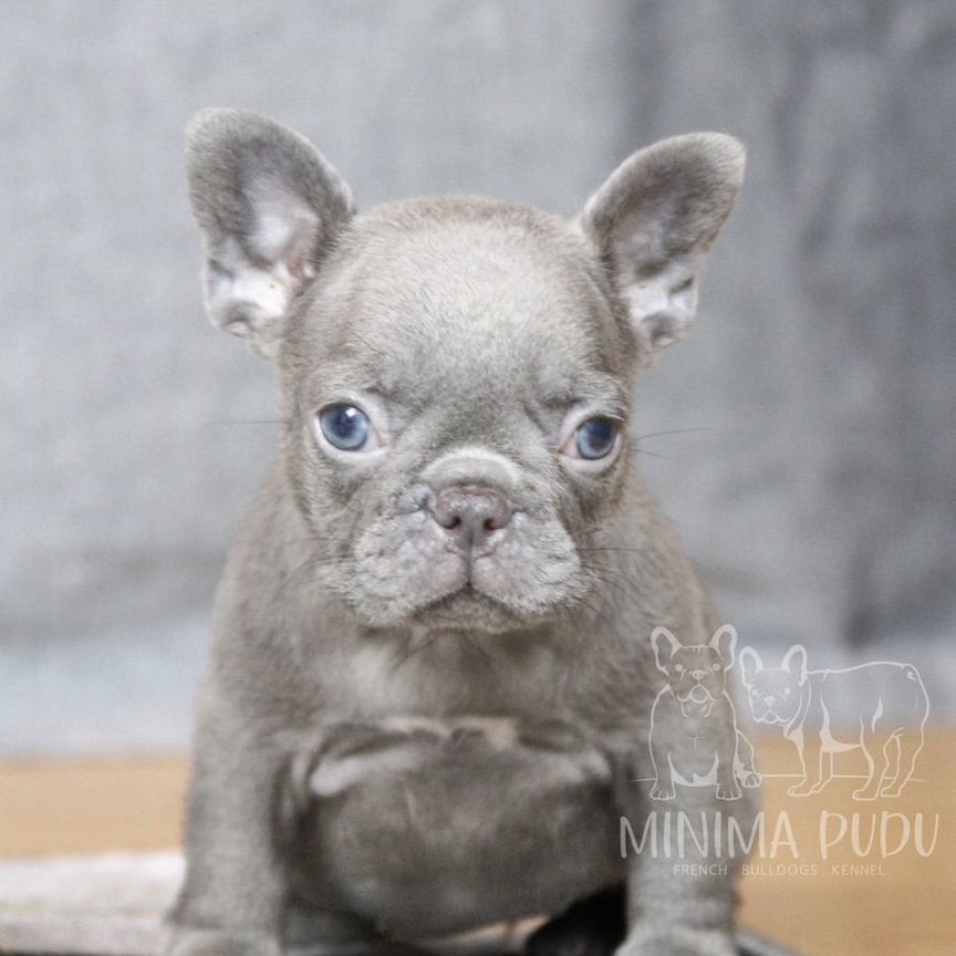 Французский бульдог мини лиловый голубой