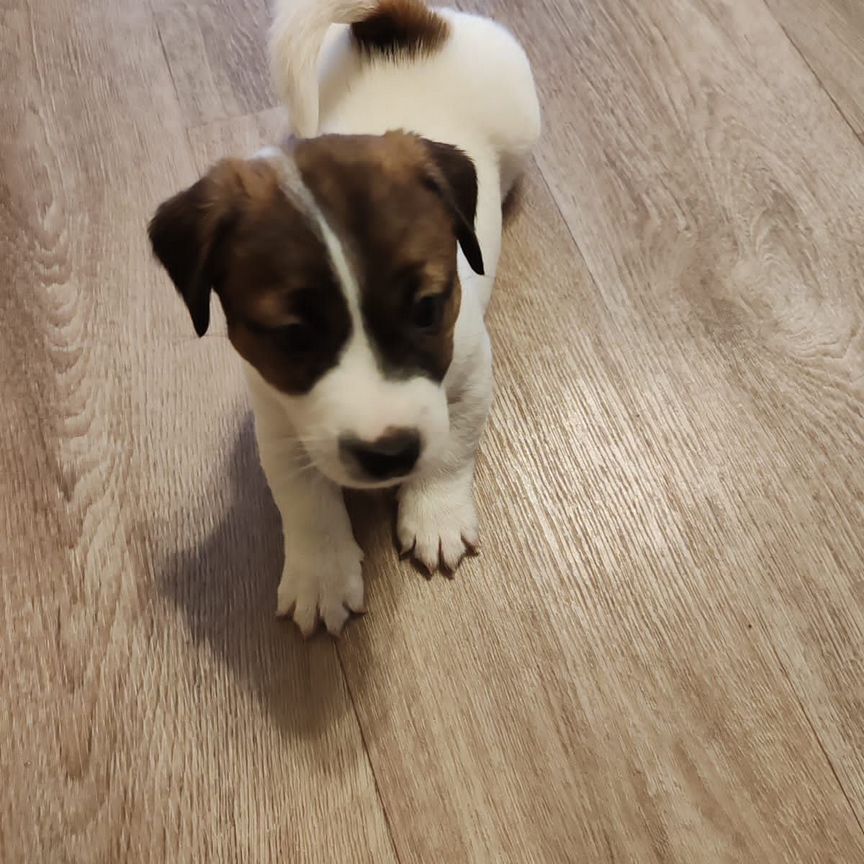 Джек рассел терьер