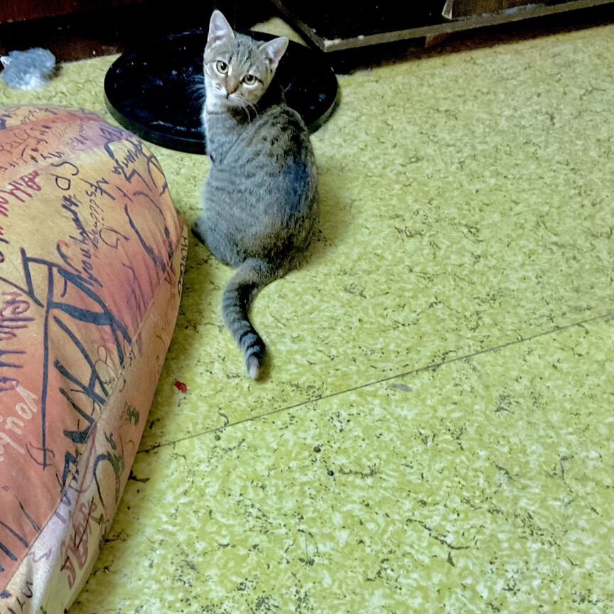 Малышка Луша, в добрые руки