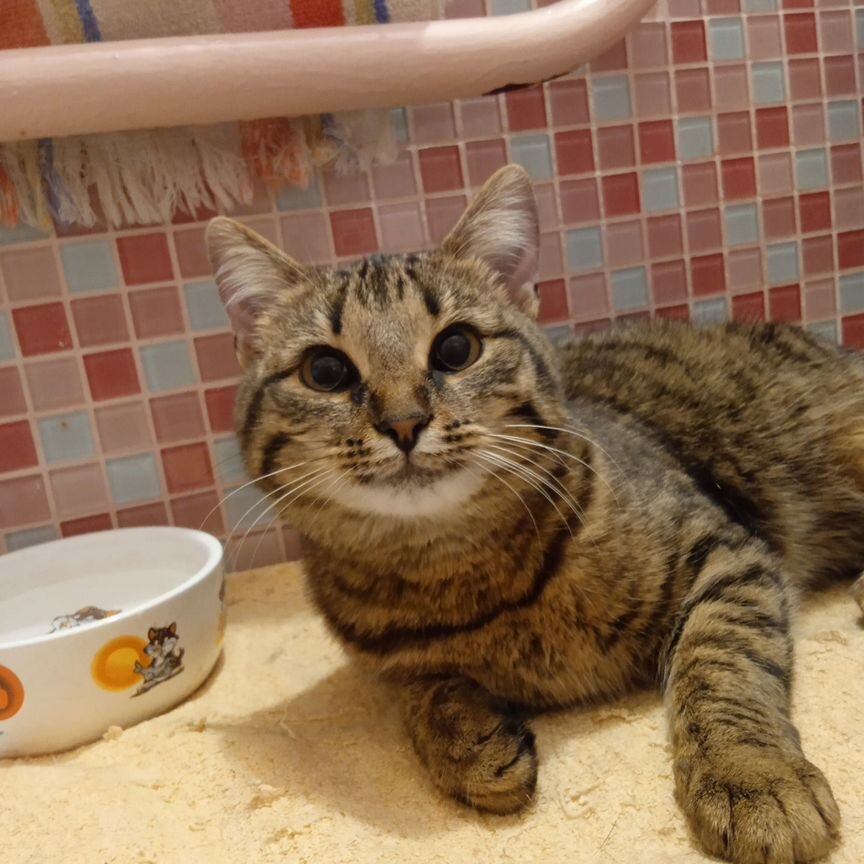 Которебенок ишет дом и добрые сердца