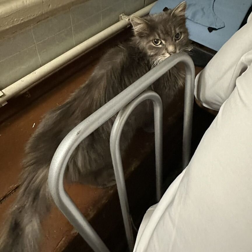 Мейн-кун, взрослая кошка