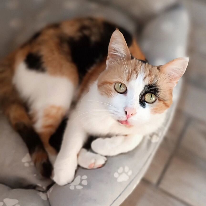 Кошка Корица