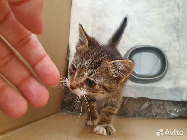 Котенок Миша (девочка) ищет дом