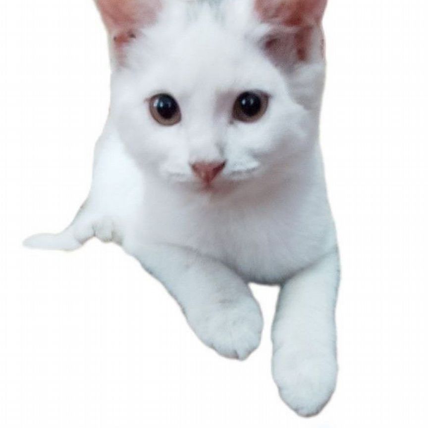 Котики ищут любящих хозяев