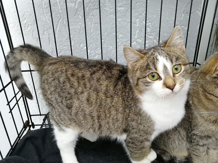 Котенок мальчик 6 мес