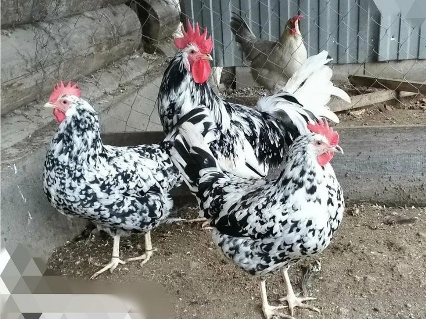 Леггорн Долматинец