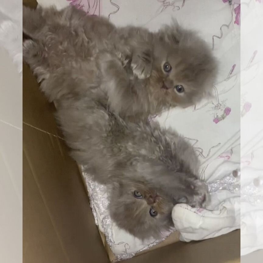 Шотладские котята