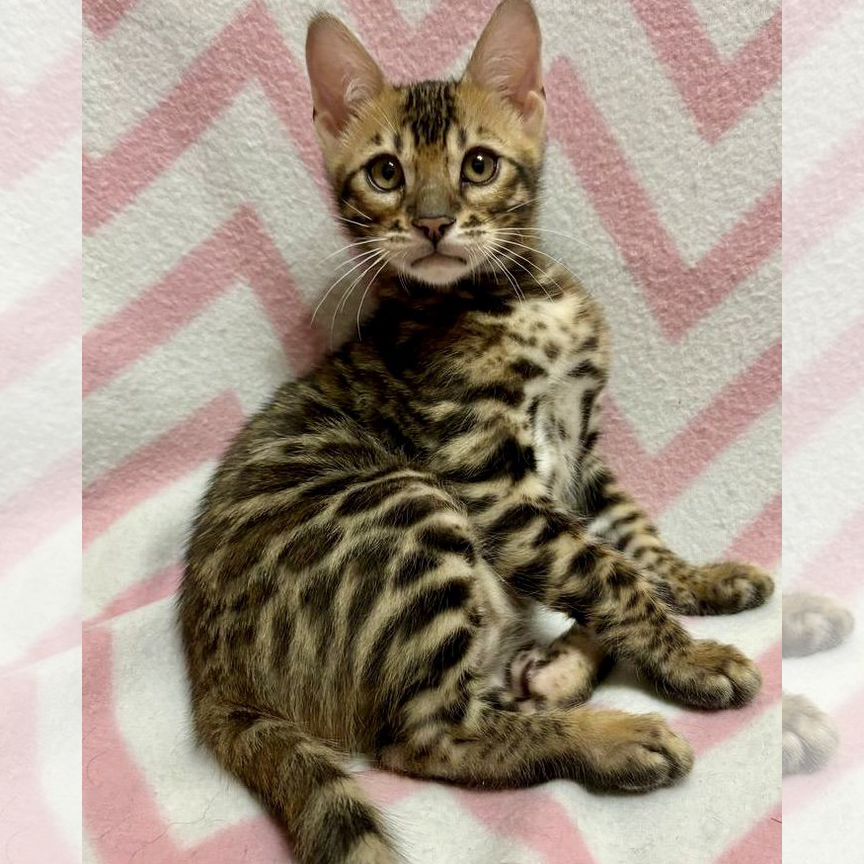 Бенгальские котята