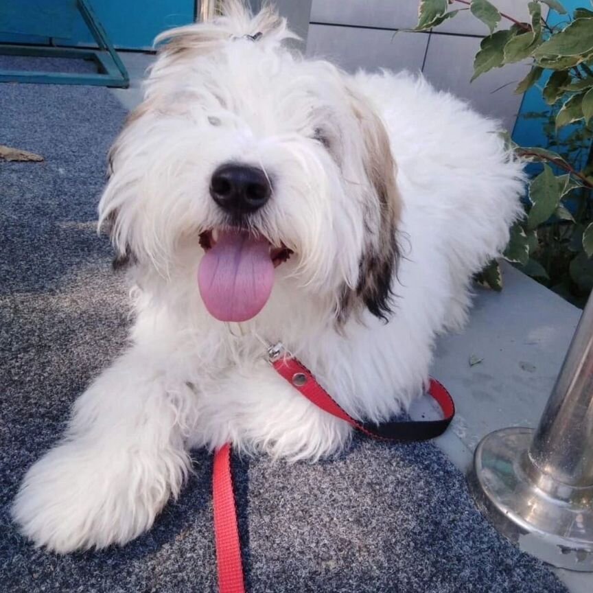 Собака в добрые руки