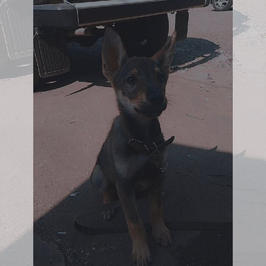 Чехословацкая волчья собака, щенок