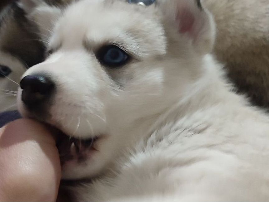 Щенки сибирской хаски мальчик Ли и девочка Лу