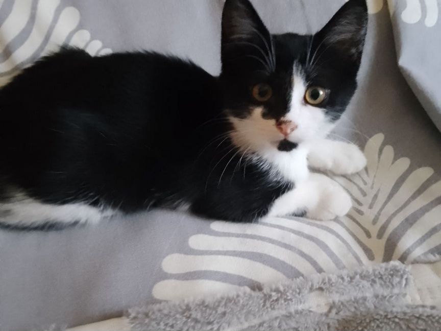 Девочка Ася