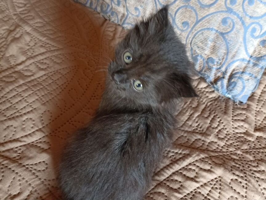 Кошки в добрые руки