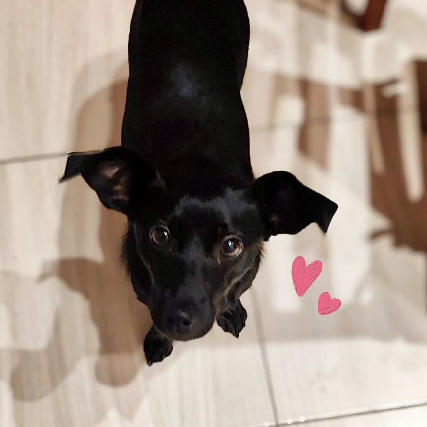 Взрослая собака в добрые руки