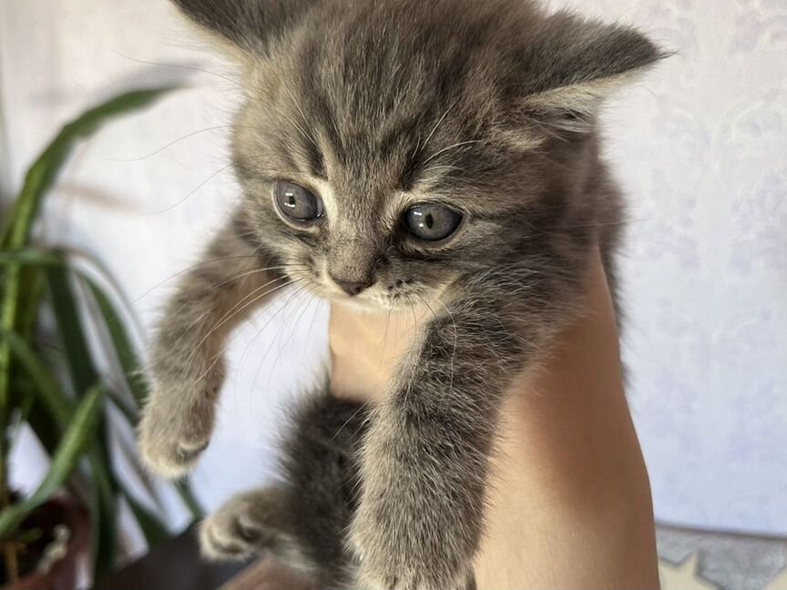 Котята шотладские-британские