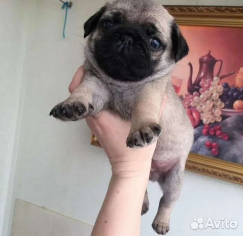 Щенки