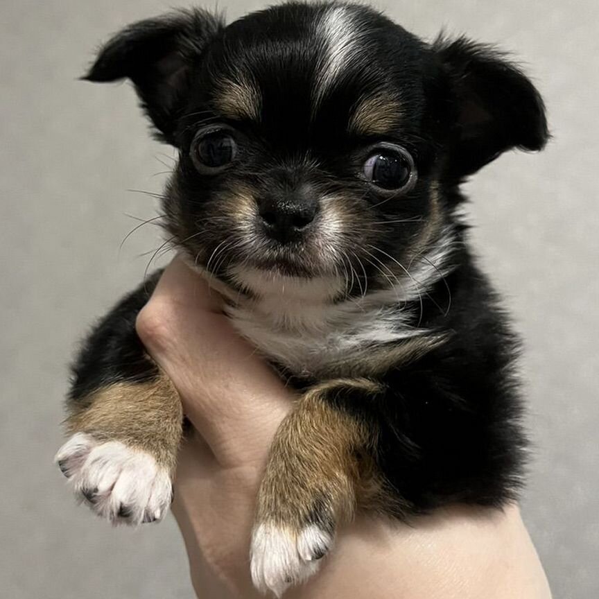 Чихуахуа мини