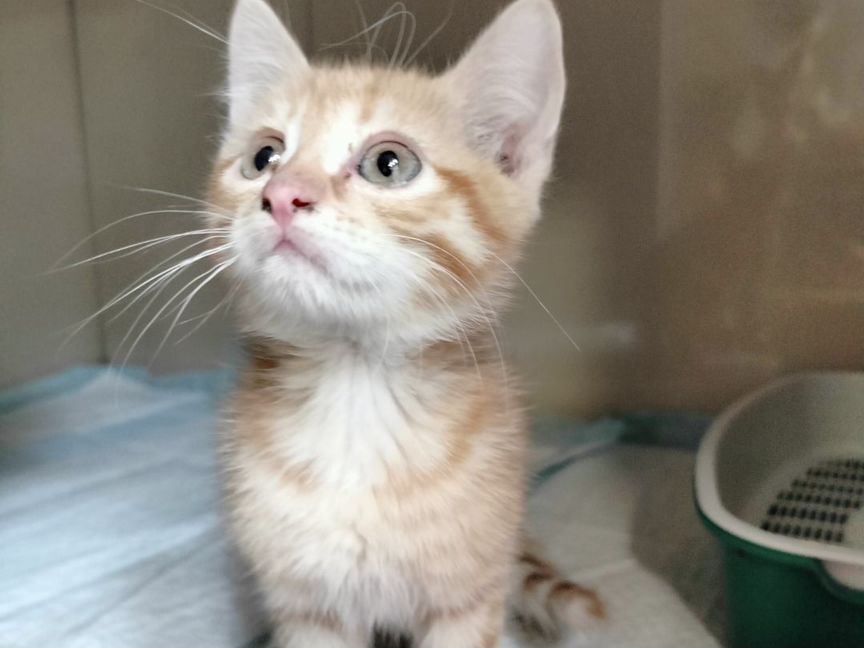Котëнок в добрые руки