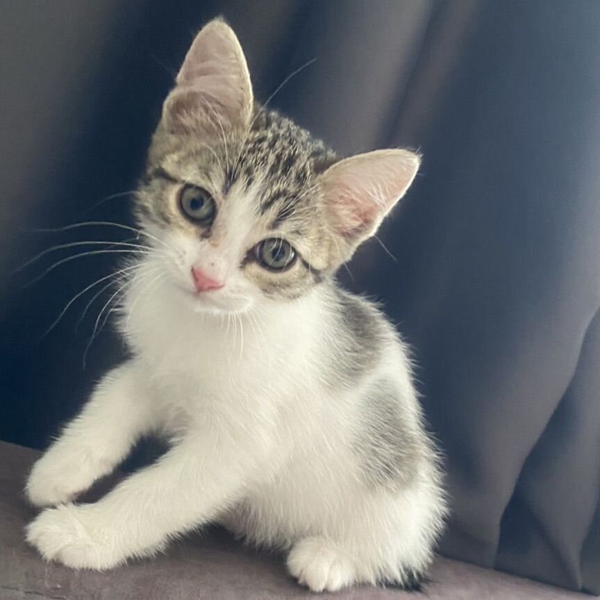 Котенок