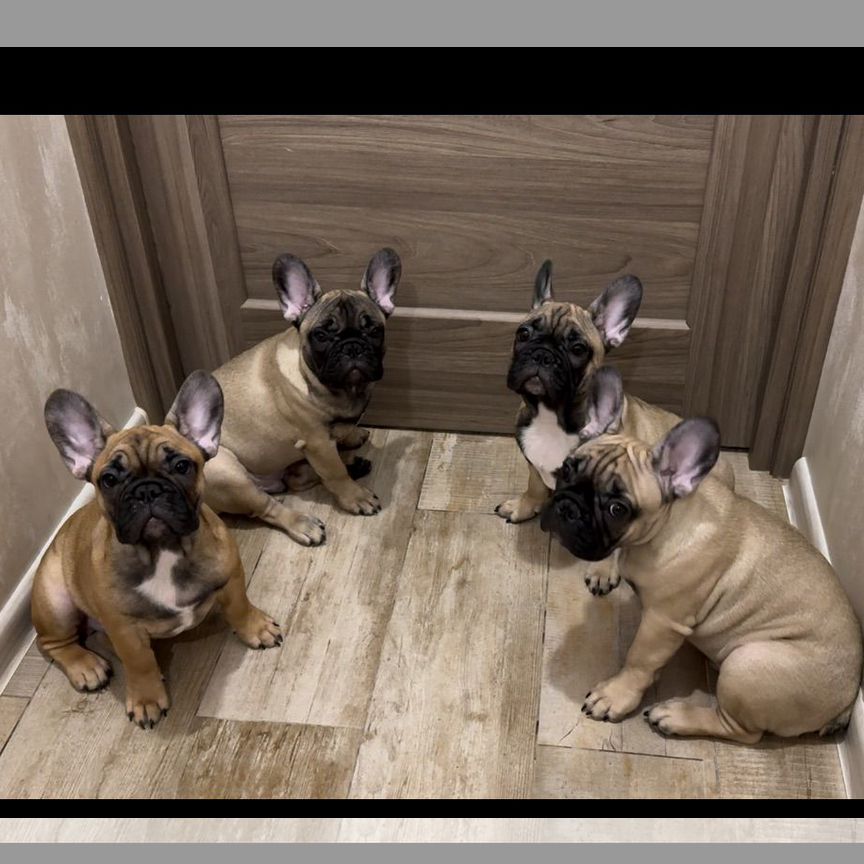 Французский бульдог, щенок