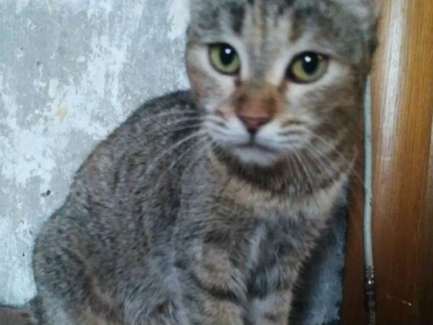 Кошечка особенная