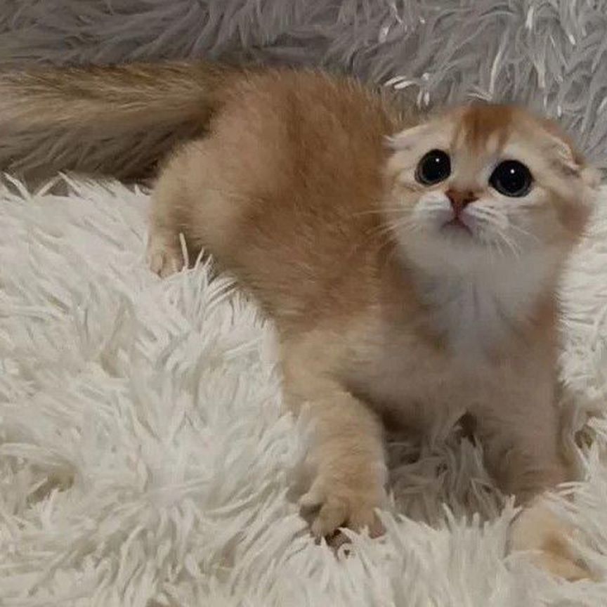 Шотландский вислоухий короткошёрстный котёнок