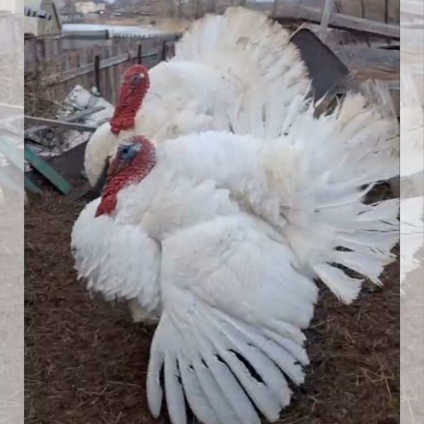 Индюки на племя