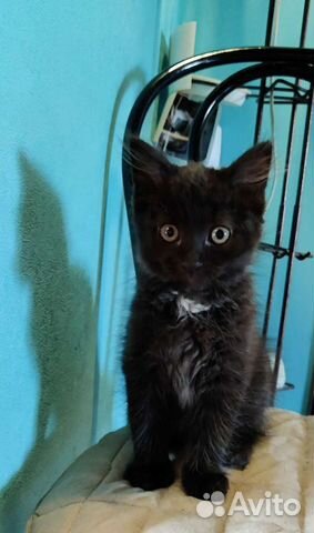 Котенок, мальчик, в заботливые руки