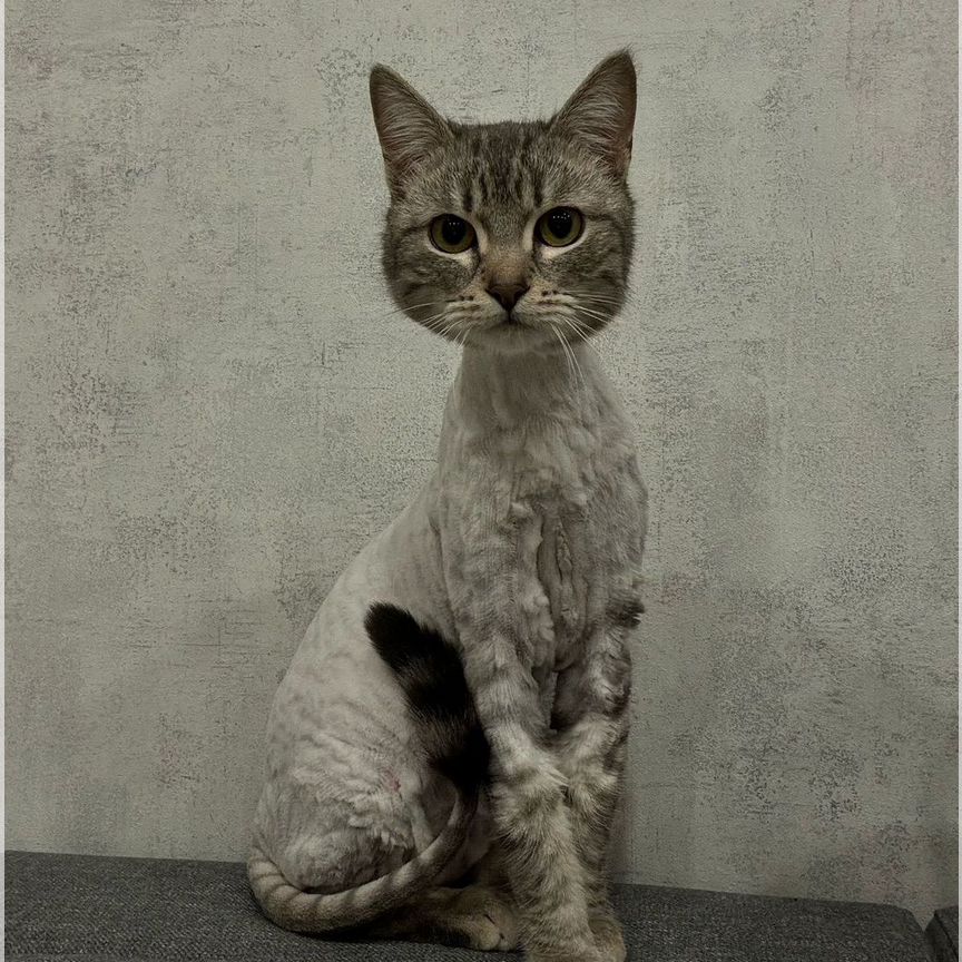 Котенок