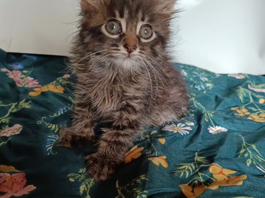 Котенок в добрые руки
