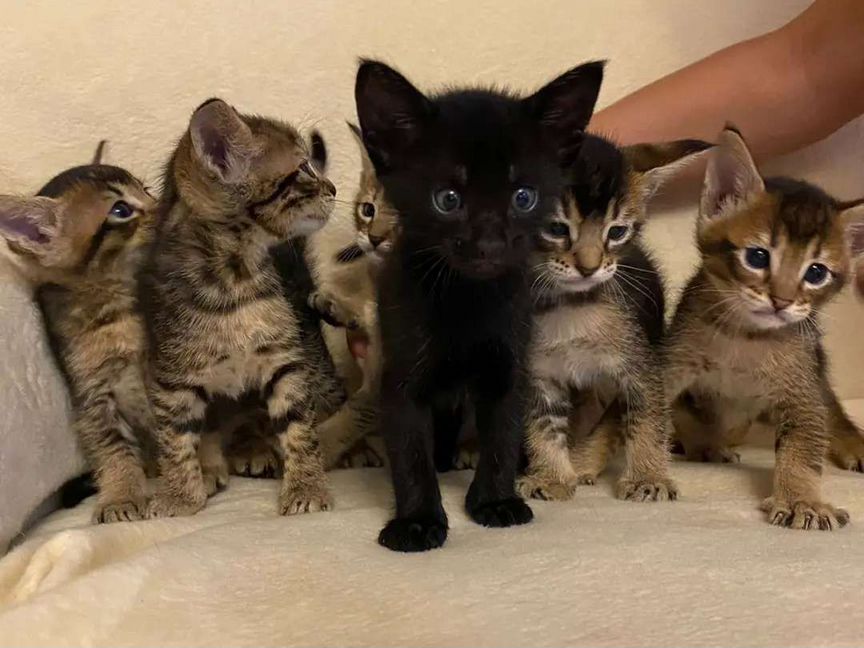 Котята Чаузи