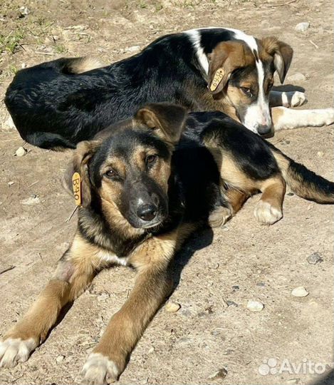 Собака в добрые руки щенок