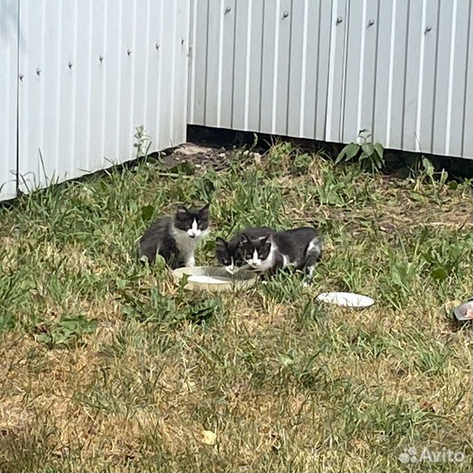 Отдадим даром котят