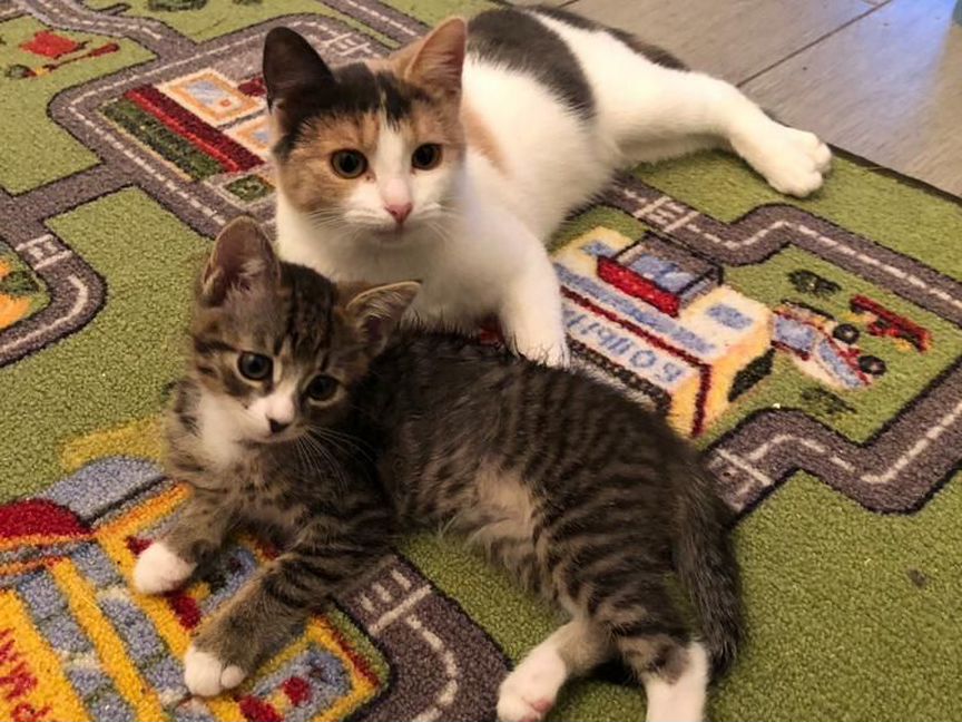 Котята в добрые руки