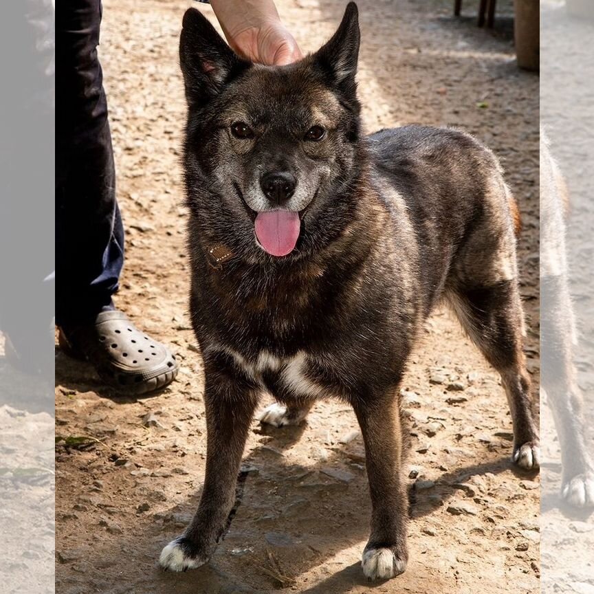 Взрослая собака в добрые руки