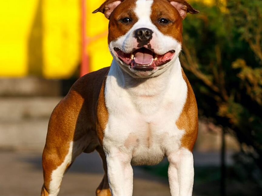 Щенки английского стаффордширского бультерьера