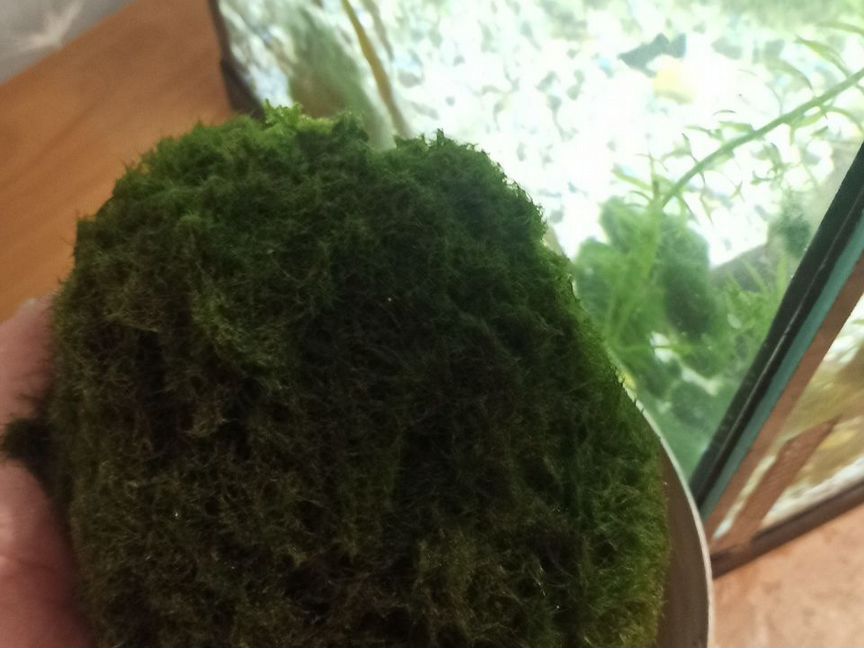 Мох кладофора