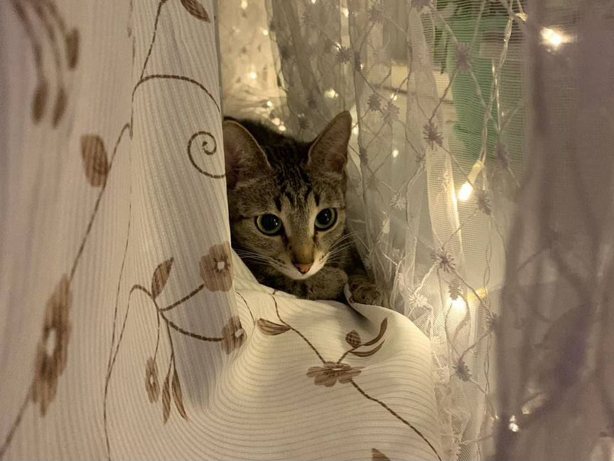 Отдам в добрые руки