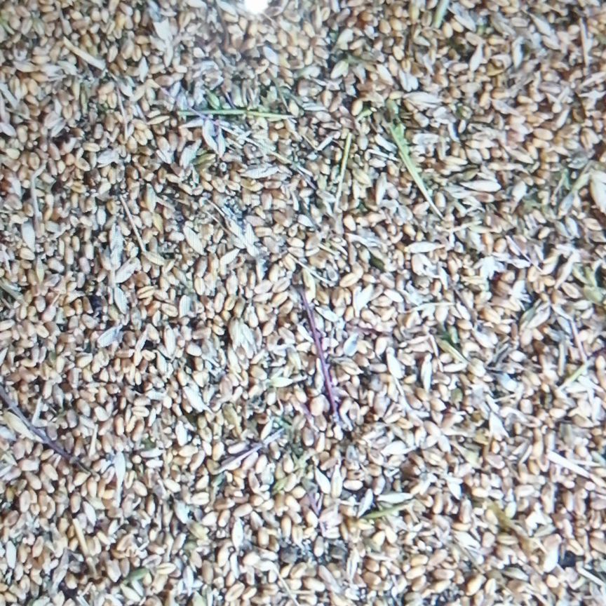 Пшеница из под комбайна