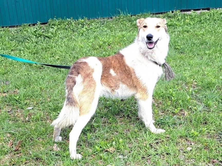 Собака в добрые руки отдам бесплатно