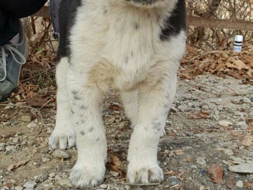 Мальчик мама метис среднеазиадской овчарки