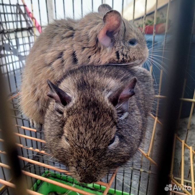 2 перуанские белки дегу