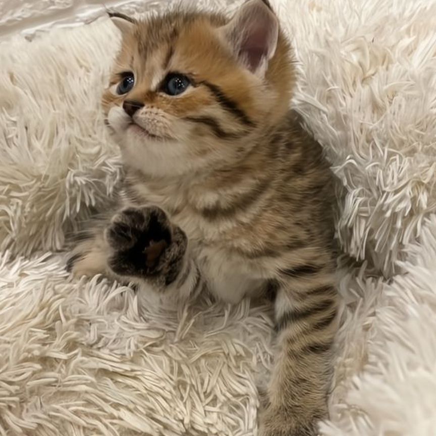 Шотландский прямоухий короткошёрстный котёнок